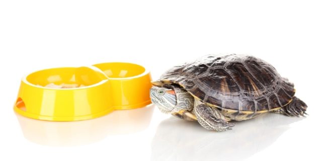 Best Food For Terrapins - 5 Top Picks