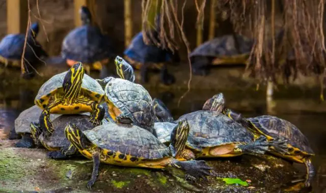Terrapin Facts - Terrapins.co.uk