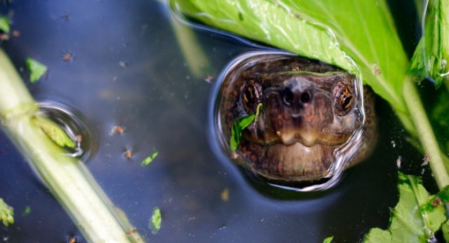 Terrapin Facts - Terrapins.co.uk