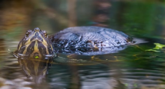 What Should You Do If You See a Terrapin in Your Pond? - Terrapins.co.uk