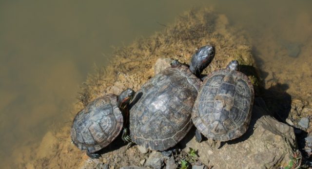 Turtles, tortoises, terrapins | Terrapins.co.uk
