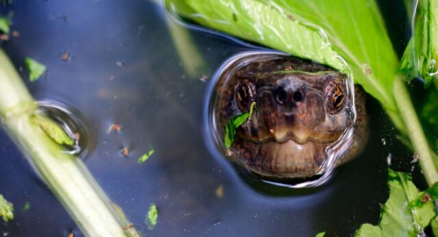 What do Terrapins Eat? - Terrapins.co.uk
