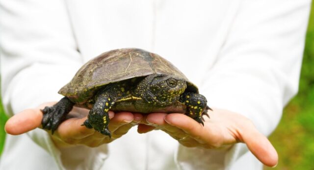 Handling a Terrapin - Terrapins.co.uk