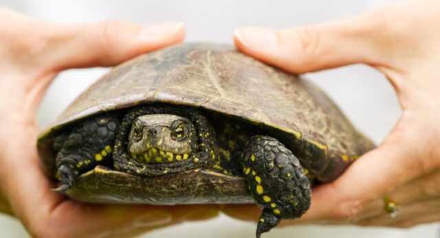 Handling a Terrapin - Terrapins.co.uk