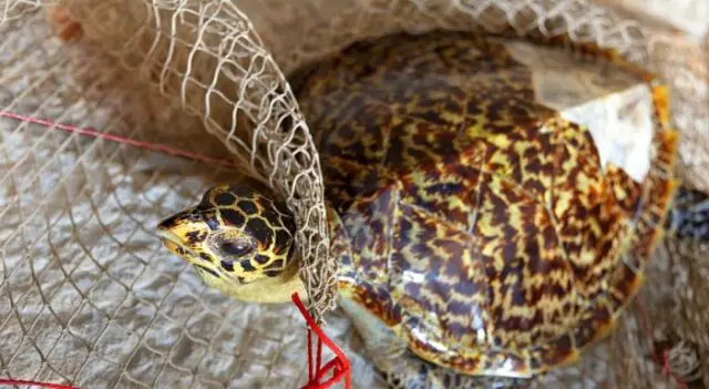 Are Terrapins Endangered? - Terrapins.co.uk